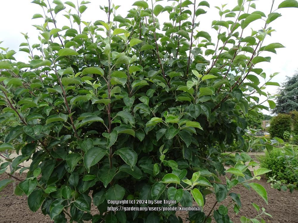 Photo of the leaves of Apple (Malus domestica Red Windsor®) posted by ...