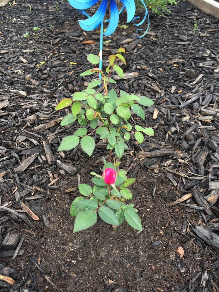 Photo of the closeup of buds, sepals and receptacles of Rose (Rosa ...