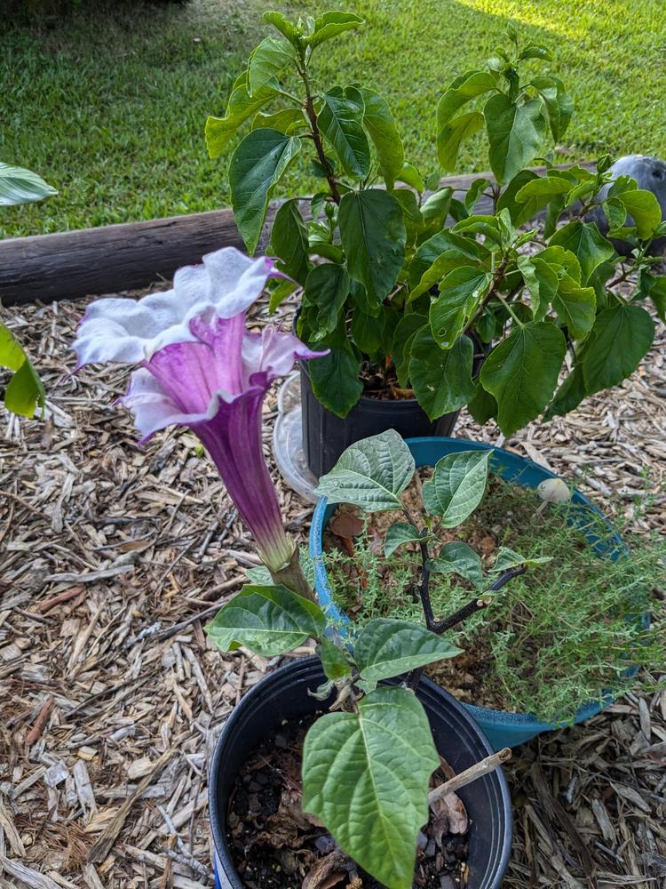 Photo of the entire plant of Devil's Trumpet (Datura metel 'Ballerina ...
