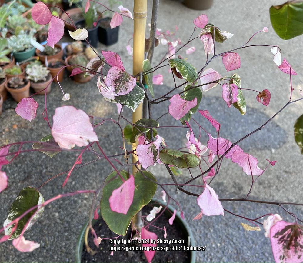 Photo of the leaves of Eastern Redbud (Cercis canadensis Carolina ...