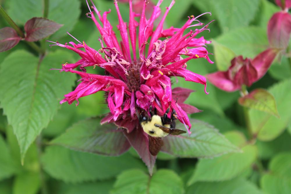 Photo of the bloom of Bee Balm (Monarda didyma 'Raspberry Wine') posted ...