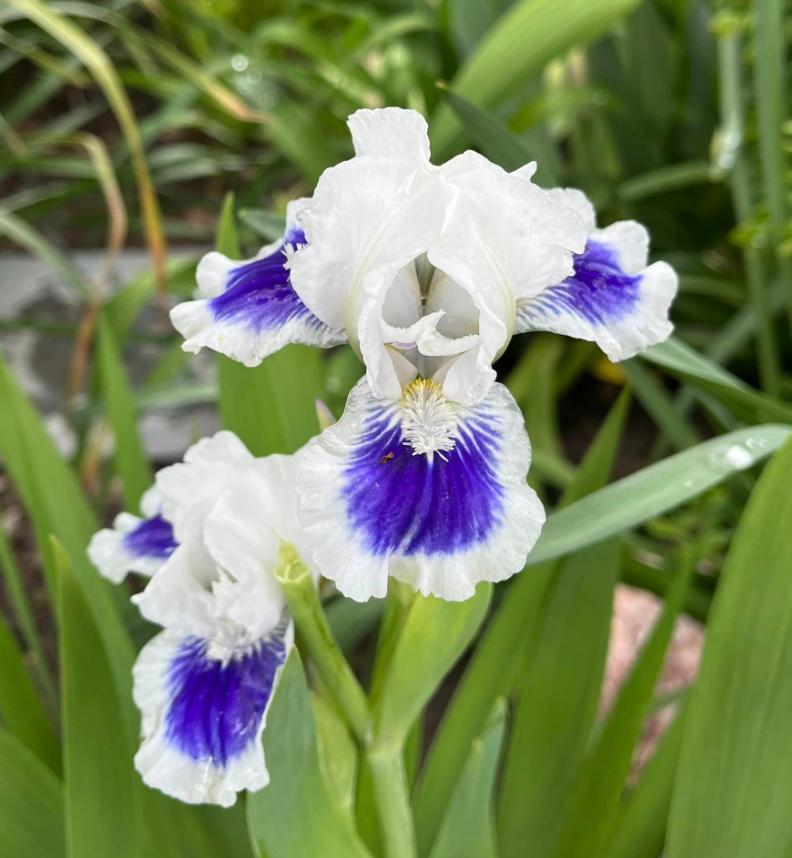 Photo of the bloom of Standard Dwarf Bearded Iris (Iris 'Open Your Eyes ...