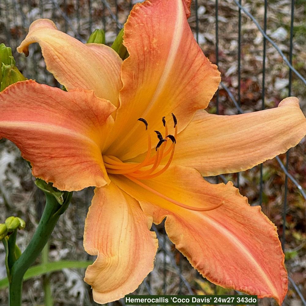 Photo of the bloom of Daylily (Hemerocallis 'Coco Davis') posted by ...