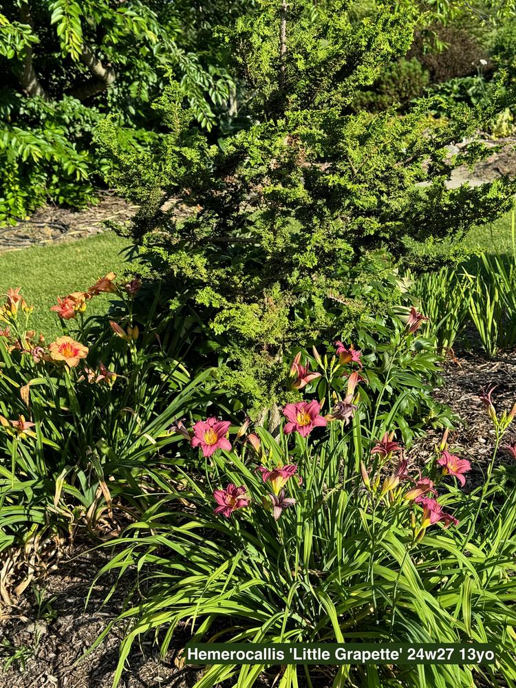 Photo of the entire plant of Daylily (Hemerocallis 'Little Grapette ...