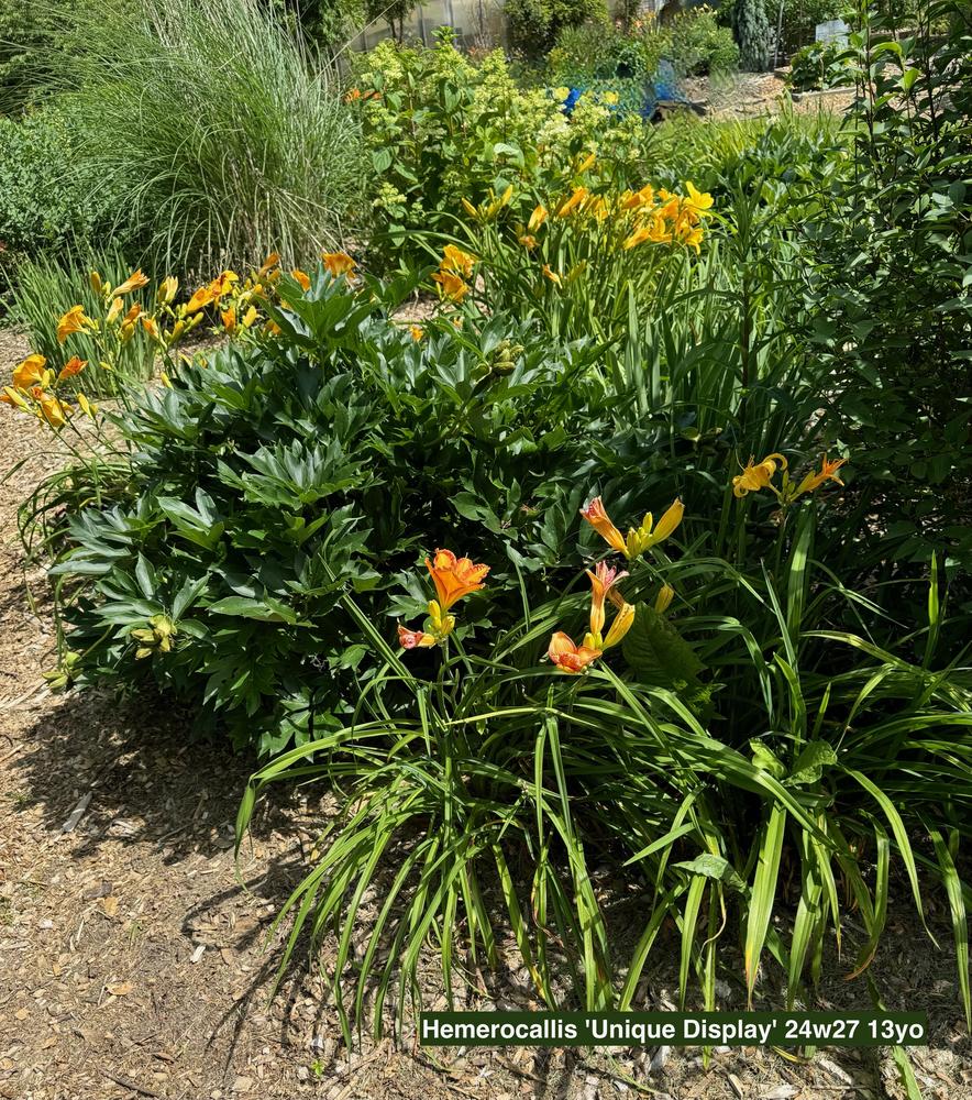 Photo of the entire plant of Daylily (Hemerocallis 'Unique Display') posted by frankrichards16 ...