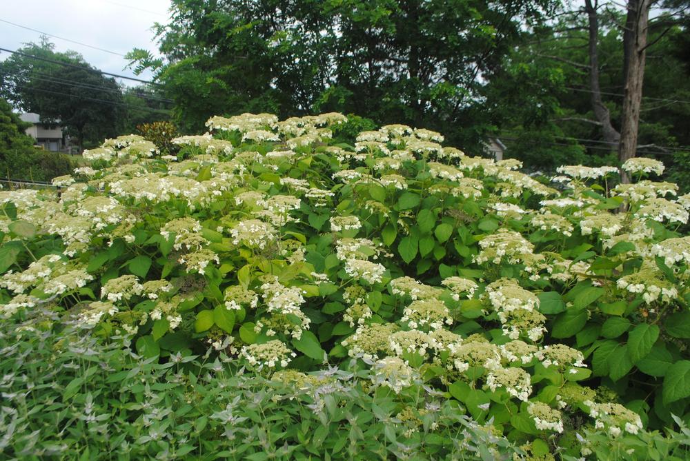 Photo of the bloom of Hydrangea (Hydrangea arborescens 'Mary Nell ...