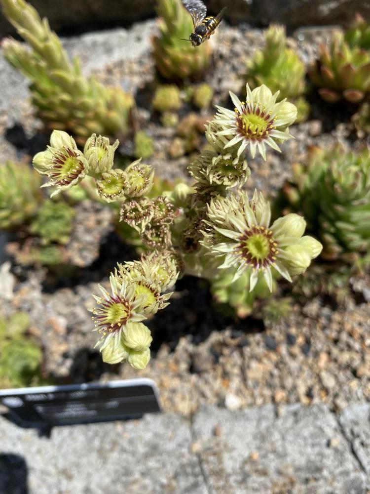 Photo of the bloom of Hen and Chicks (Sempervivum zeleborii) posted by ...