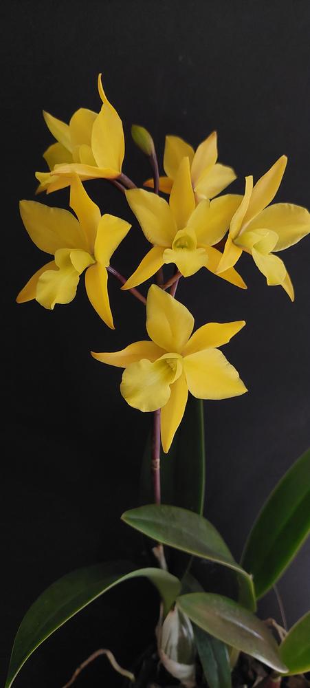 Photo of the stem, scape, stalk or bark of Orchid (Enanthleya Golden Sunburst 'Exotic Orchids ...