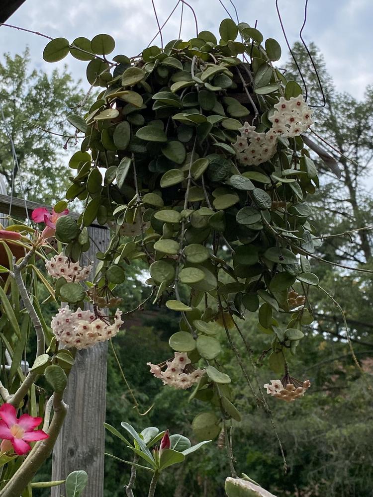 Photo of the entire plant of Hoya 'Mathilde' posted by Ursula - Garden.org