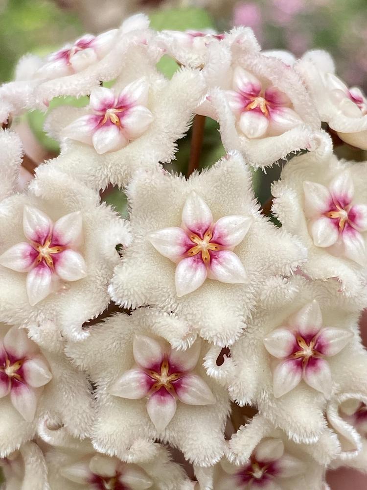 Photo of the bloom of Hoya 'Mathilde' posted by Ursula - Garden.org
