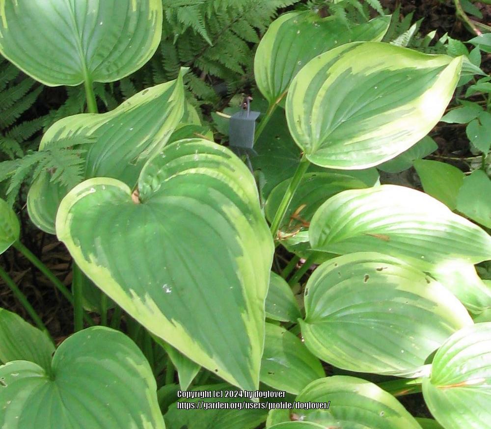 Hosta 'Green Gold' in the Hostas Database - Garden.org