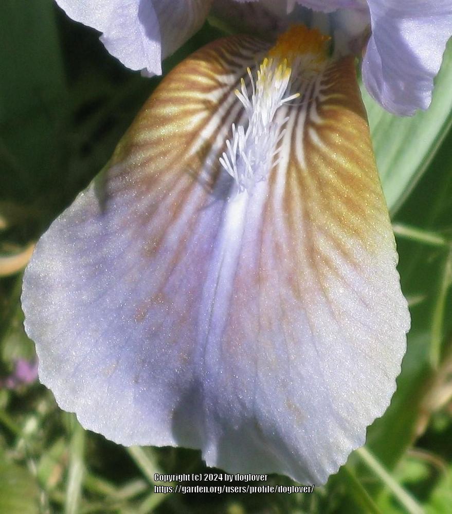 Photo of the closeup of buds, sepals and receptacles of Standard Dwarf ...
