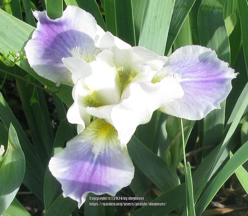 Photo of the bloom of Standard Dwarf Bearded Iris (Iris 'Naumkeag') posted by doglover - Garden.org