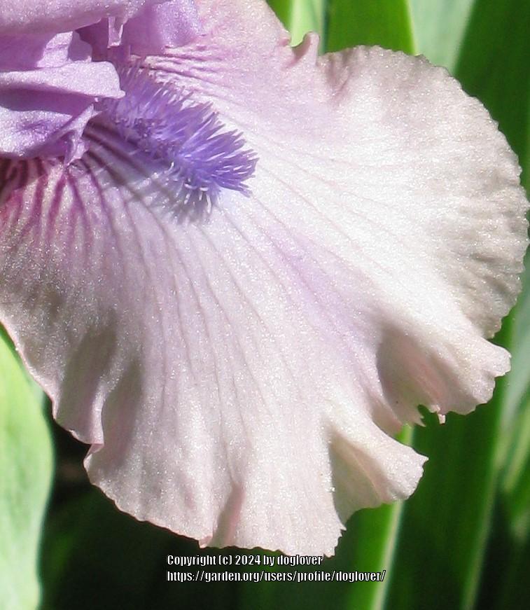 Photo of the closeup of buds, sepals and receptacles of Intermediate Bearded Iris (Iris 'Donegal ...