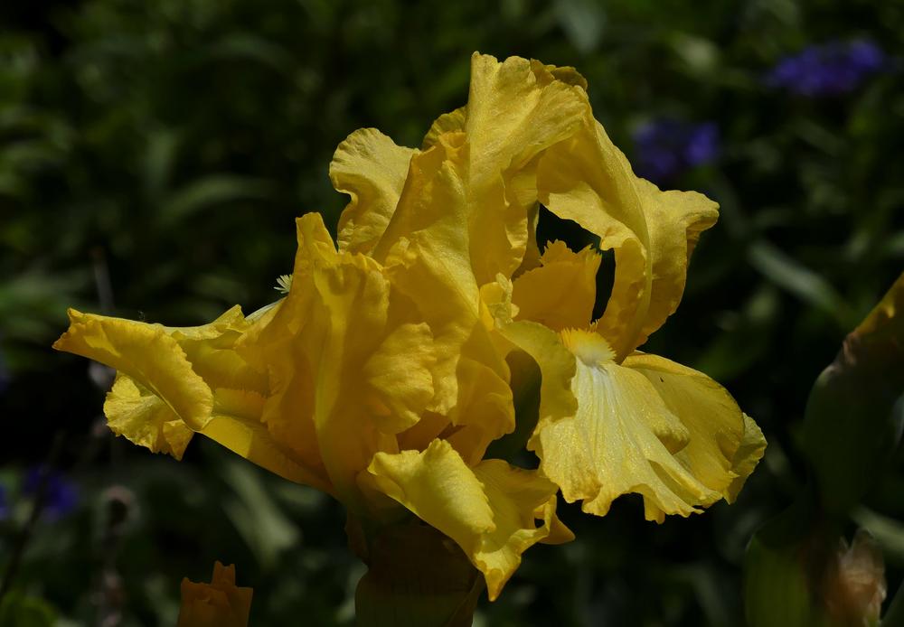 Photo of the bloom of Tall Bearded Iris (Iris 'Harvest of Memories ...