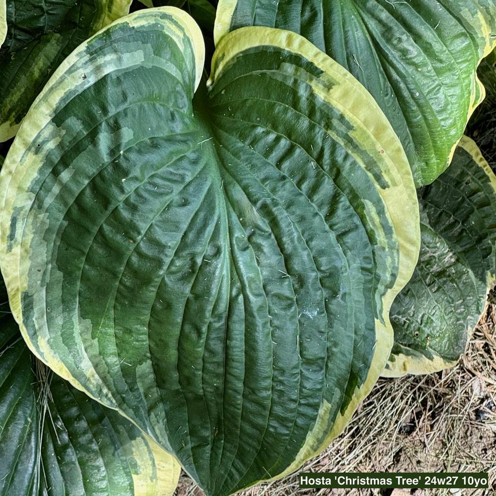 Photo of the leaves of Hosta 'Christmas Tree' posted by frankrichards16 ...