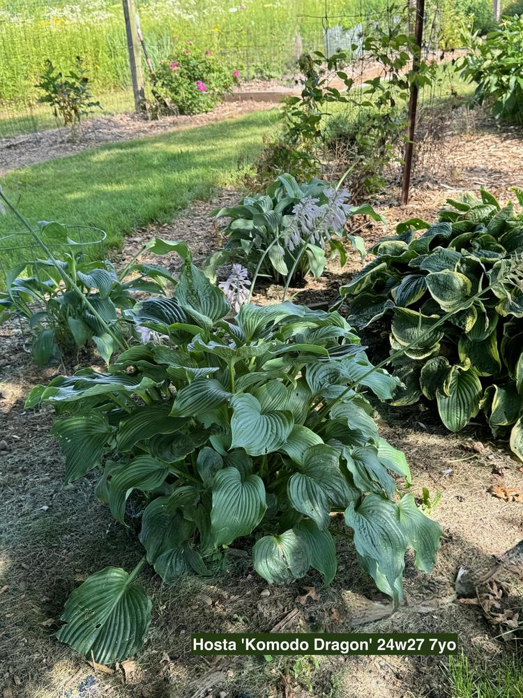 Hosta 'Komodo Dragon' in the Hostas Database - Garden.org
