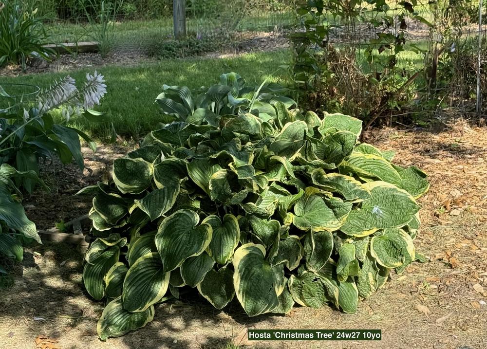 Photo of the entire plant of Hosta 'Christmas Tree' posted by ...