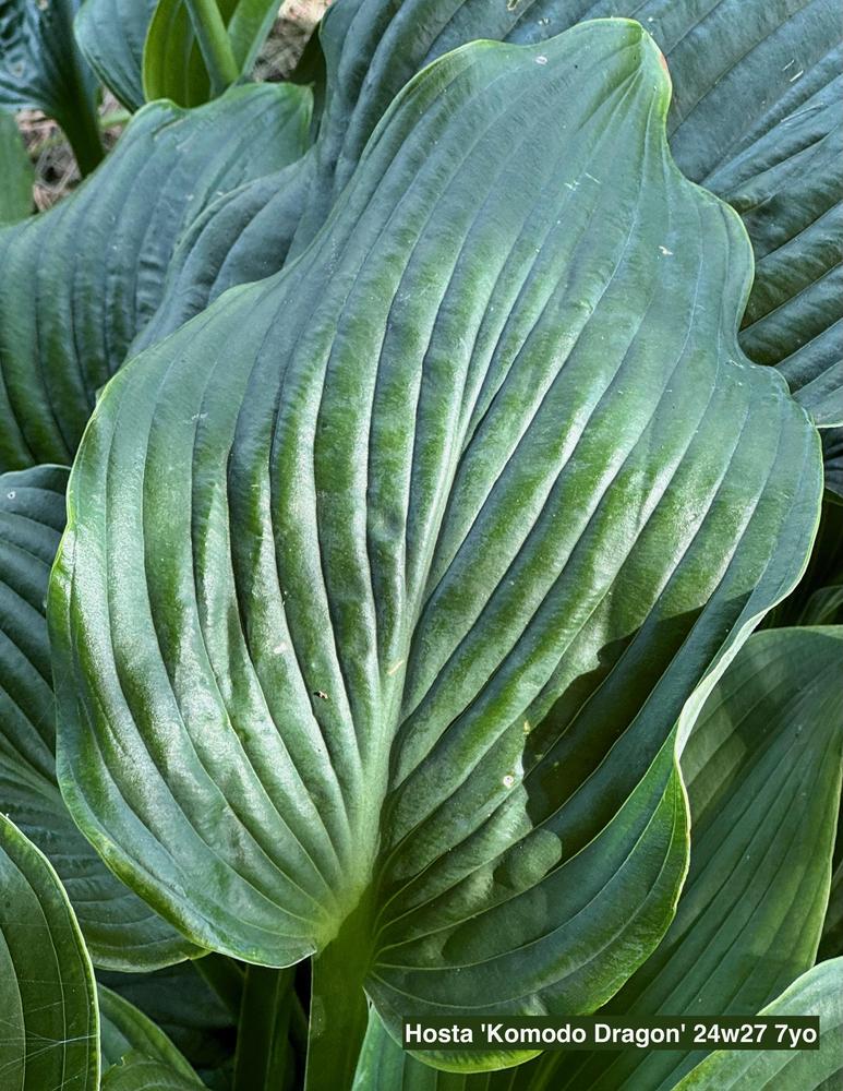 Photo of the leaves of Hosta 'Komodo Dragon' posted by frankrichards16 ...