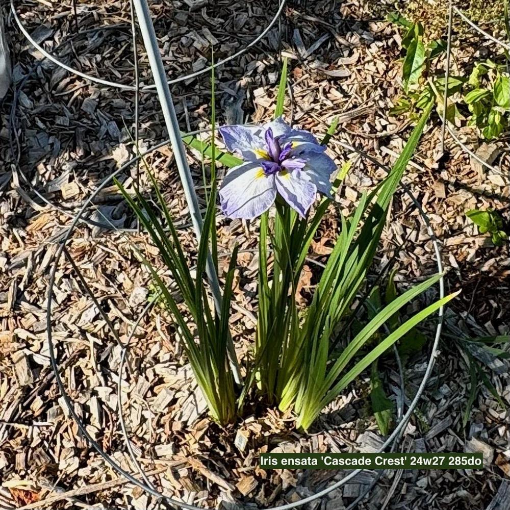 Photo of the seedling or young plant of Japanese Iris (Iris ensata ...