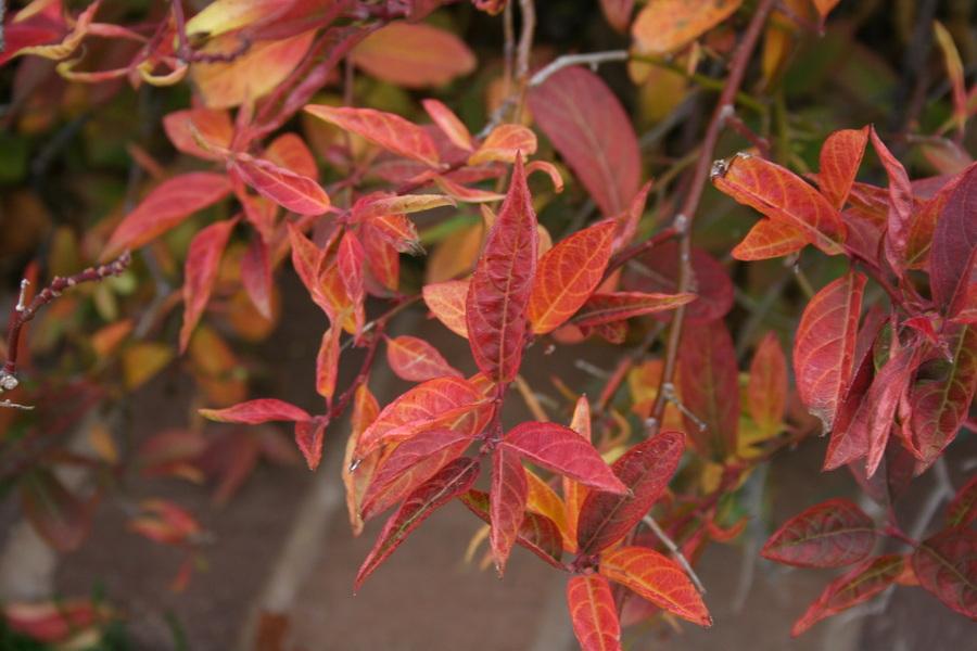 Photo of the fall color of Virginia Sweetspire (Itea virginica 'Henry's ...