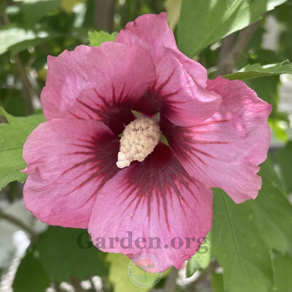 Rose of Sharon (Hibiscus syriacus Red Pillar™) in the Roses of Sharon ...