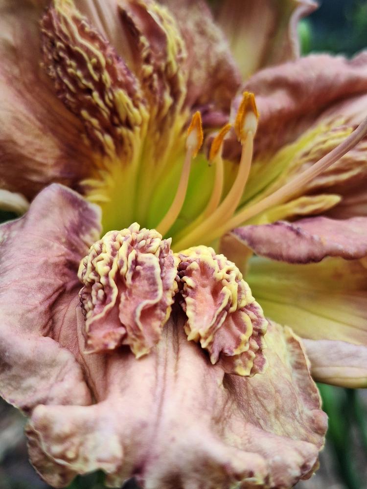Photo of the bloom of Daylily (Hemerocallis 'Sculpted in Vermont') posted by EmmaROCallis ...
