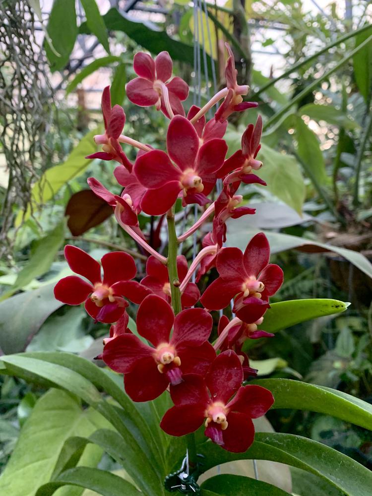 Orchid (Vanda Sweet Pea) - Garden.org