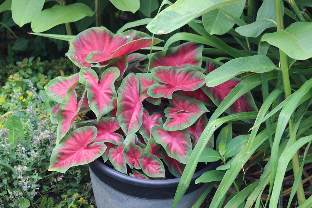 Photo of the entire plant of Fancy-leaf Caladium (Caladium 'Frieda ...