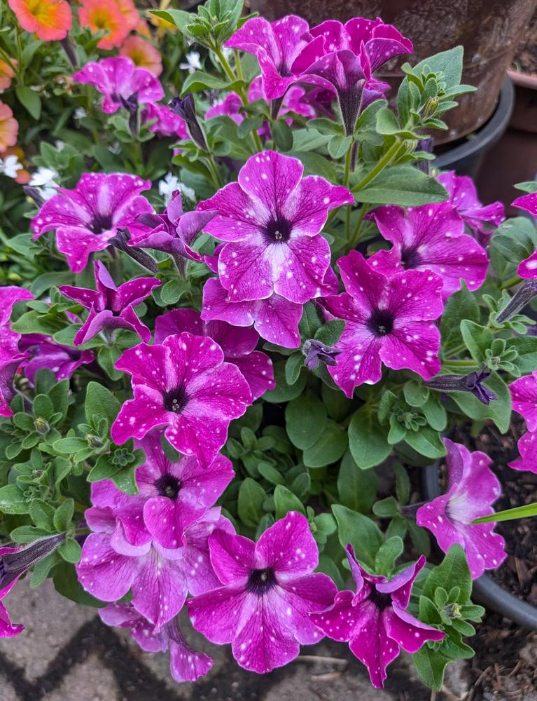 Photo of the entire plant of Petunia Headliner™ Enchanted Sky posted by ...