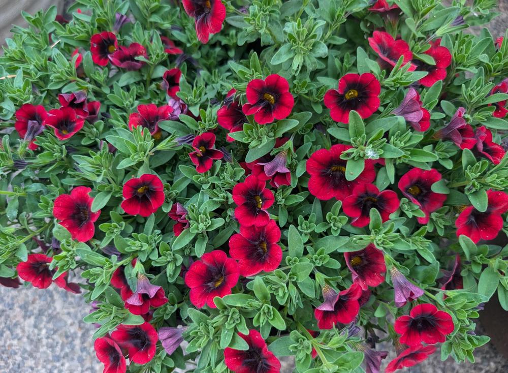 Photo of the entire plant of Million Bells (Calibrachoa Cha-Cha™ Red ...