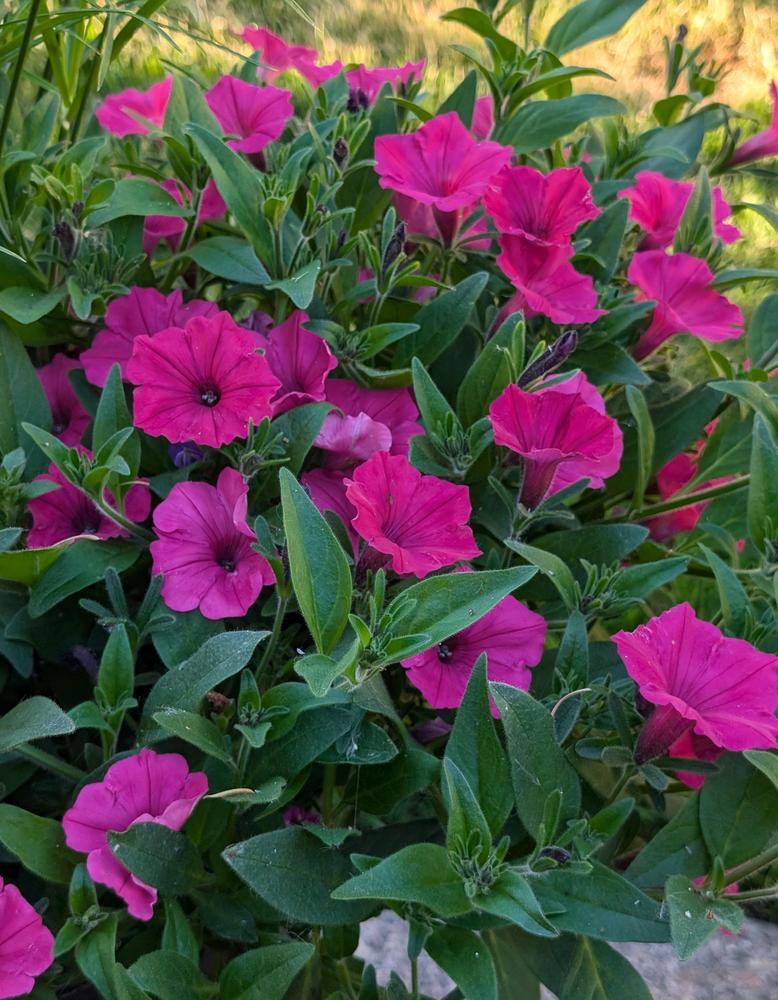 Photo of the entire plant of Multiflora Spreading/Trailing Petunia ...