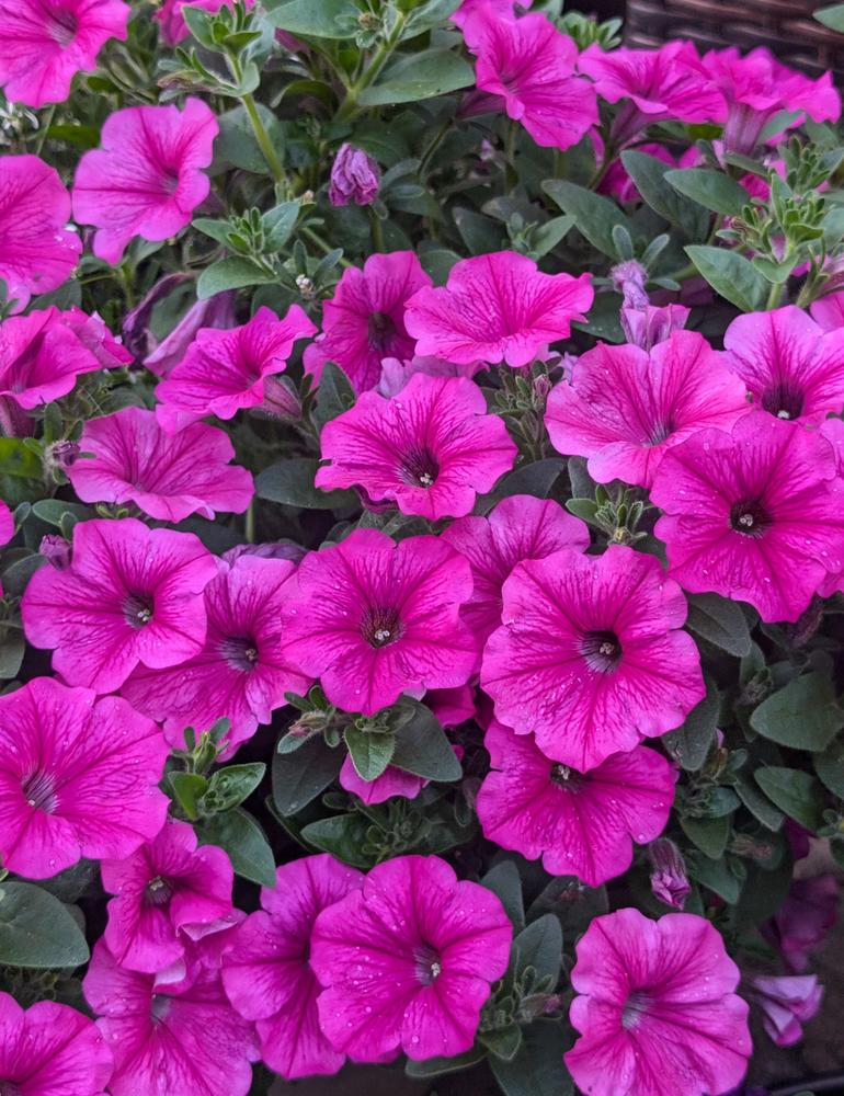 Petunia DuraBloom™ Hot Pink in the Petunias Database - Garden.org