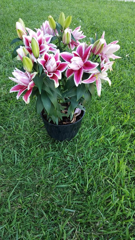 Photo of the entire plant of Lily (Lilium Roselily Kyra) posted by ...