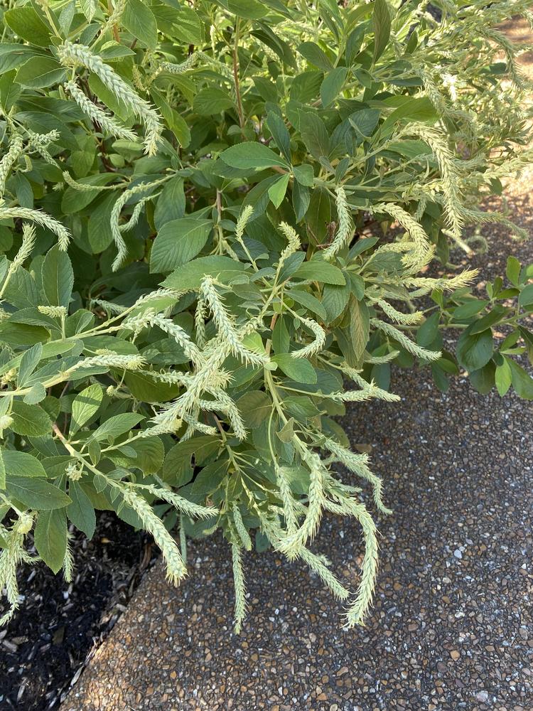 Photo of the bloom of Sweet Pepper Bush (Clethra tomentosa 'Cottondale ...