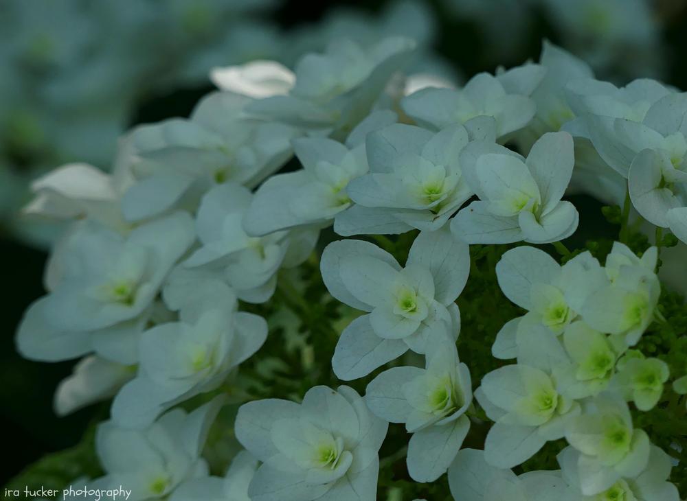 Photo of the bloom of Oakleaf Hydrangea (Hydrangea quercifolia ...