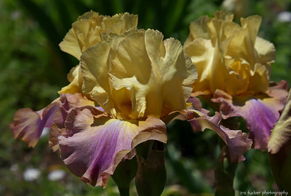Tall Bearded Iris (Iris 'Arvada Mist') in the Irises Database - Garden.org