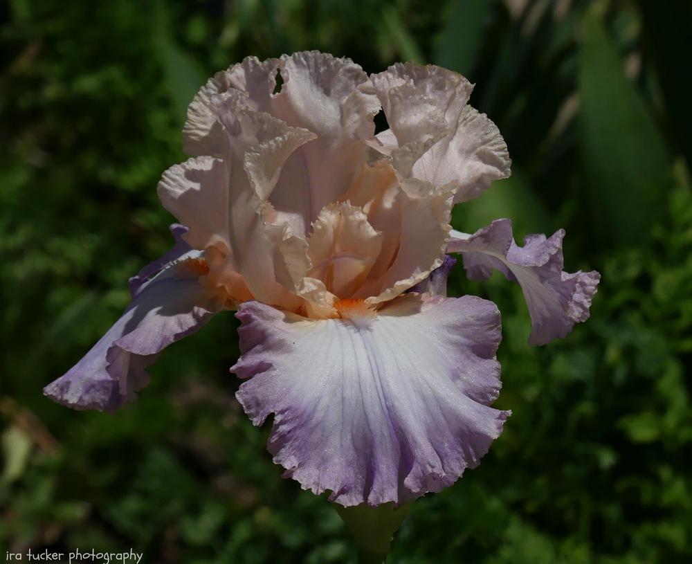Tall Bearded Iris (Iris 'Pulse of Morning') in the Irises Database ...