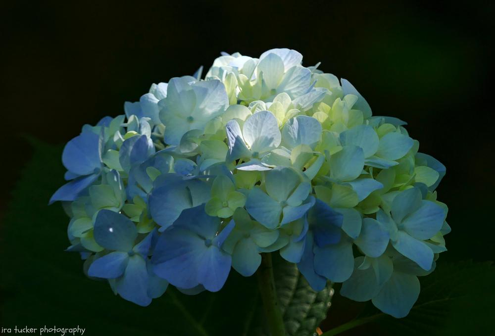 Photo of the bloom of Hydrangea (Hydrangea macrophylla Endless Summer ...