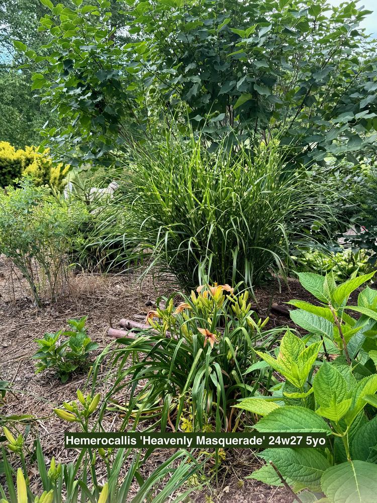 Photo of the entire plant of Daylily (Hemerocallis 'Heavenly Masquerade ...