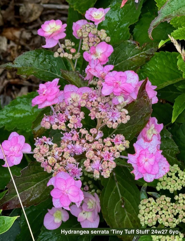Photo of the bloom of Hydrangea (Hydrangea serrata Tiny Tuff Stuff™) posted by frankrichards16 ...