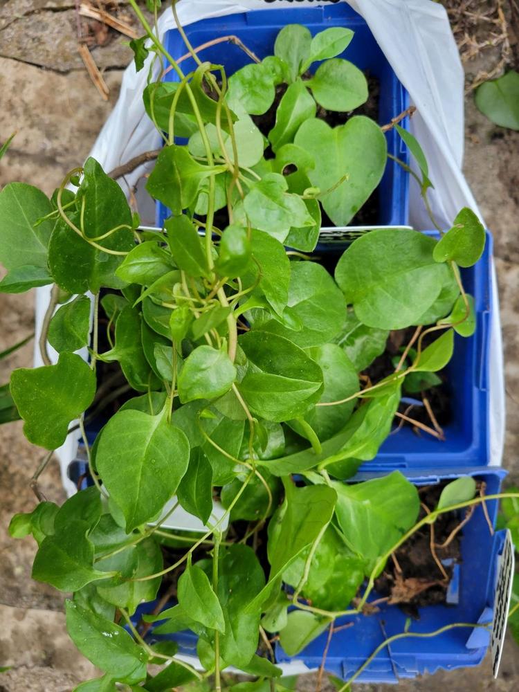 Madeira Vine (Anredera cordifolia) - Garden.org