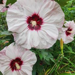 How to Grow and Care for Hibiscus - Garden.org