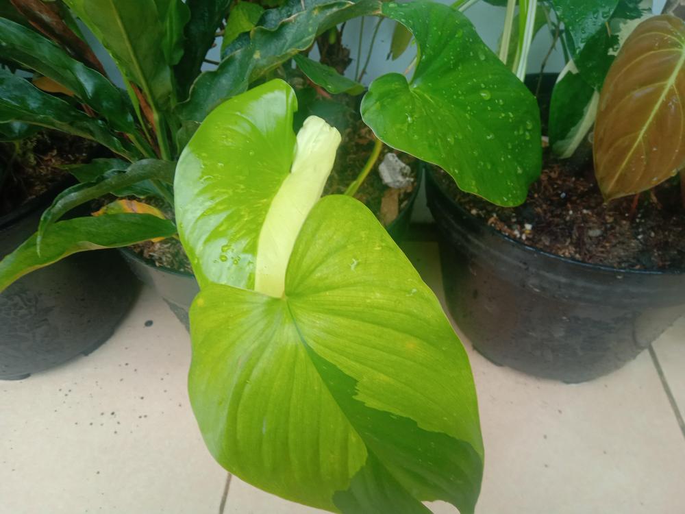 Red Arrow Leaf (Homalomena pendula) in the Homalomenas Database ...