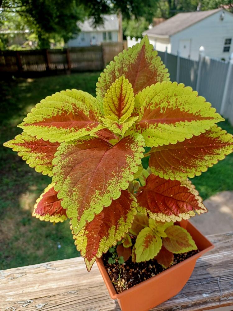 Photo of the entire plant of Coleus (Coleus scutellarioides Trusty ...