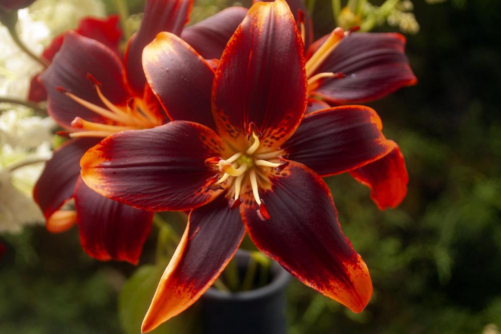 Photo of the bloom of Lily (Lilium 'Forever Susan') posted by AudreyDee ...