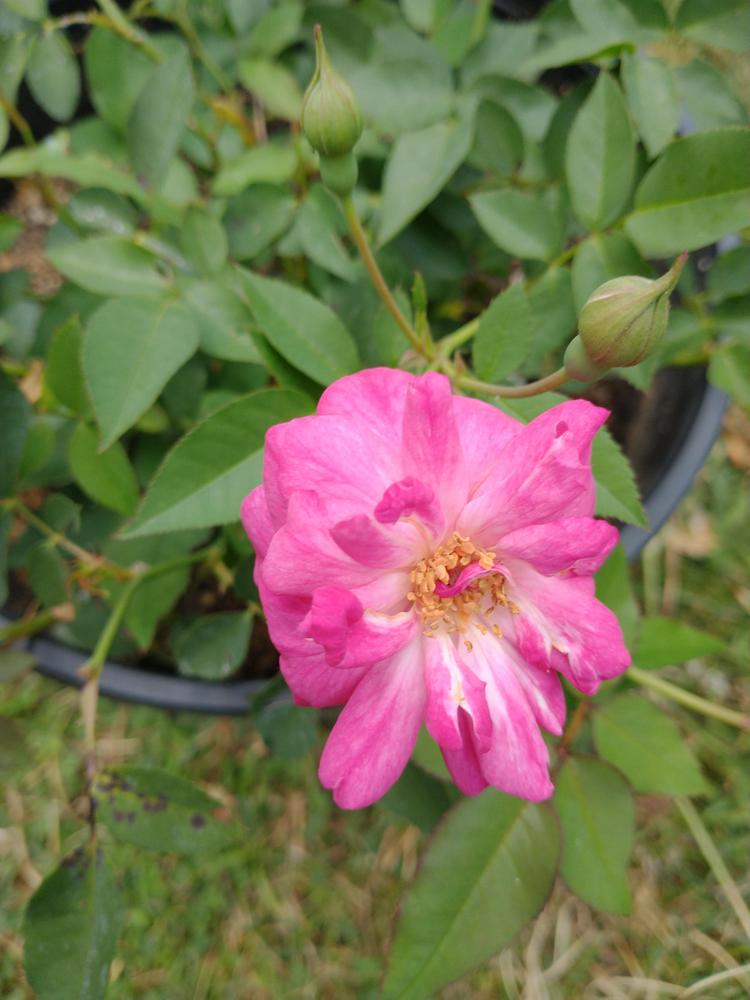 Could this be Deschamps? in the Roses forum - Garden.org