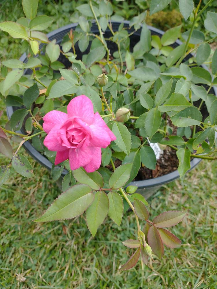 Could this be Deschamps? in the Roses forum - Garden.org