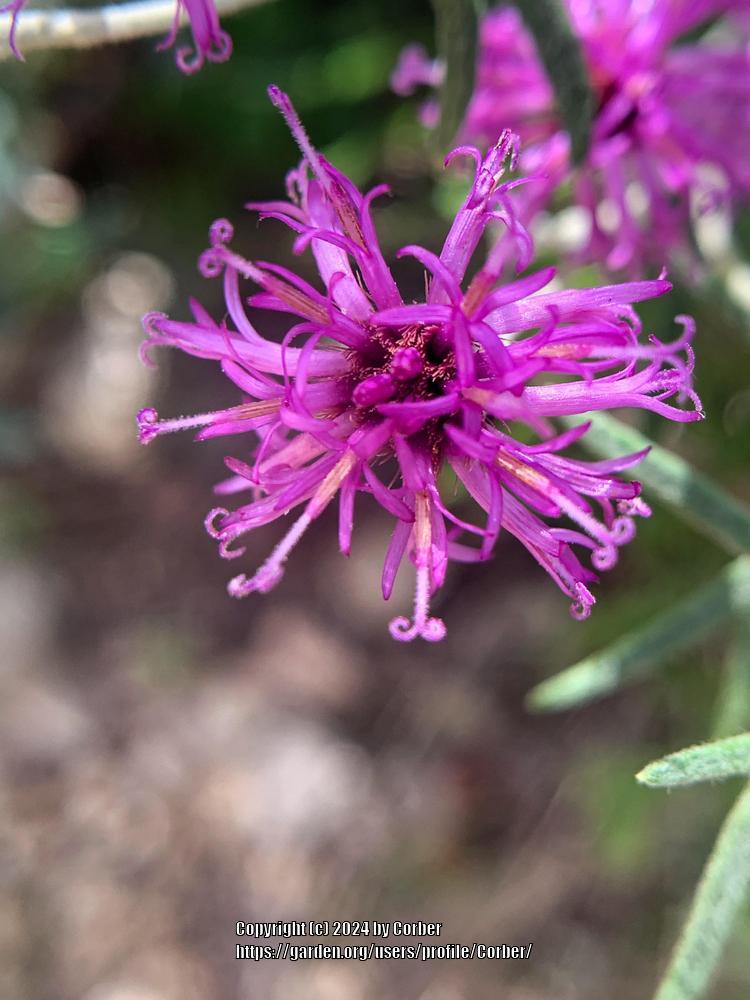 Texas Ironweed (Vernonia texana) - Garden.org