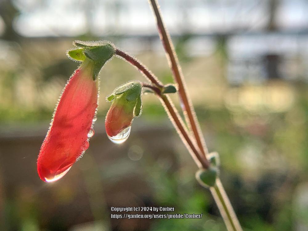 Rock Penstemon (Penstemon baccharifolius) in the Penstemons Database ...